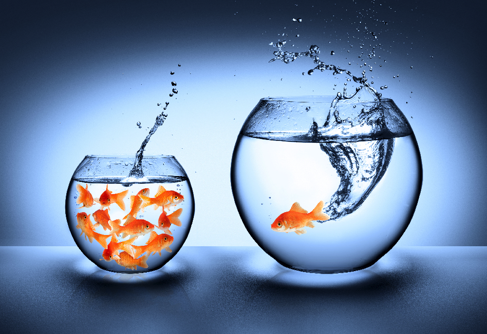 Jumpfish | Rex Cargo